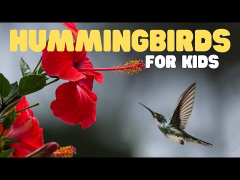 Hummingbirds for Kids | Learn about these tiny, fast, colorful creatures!