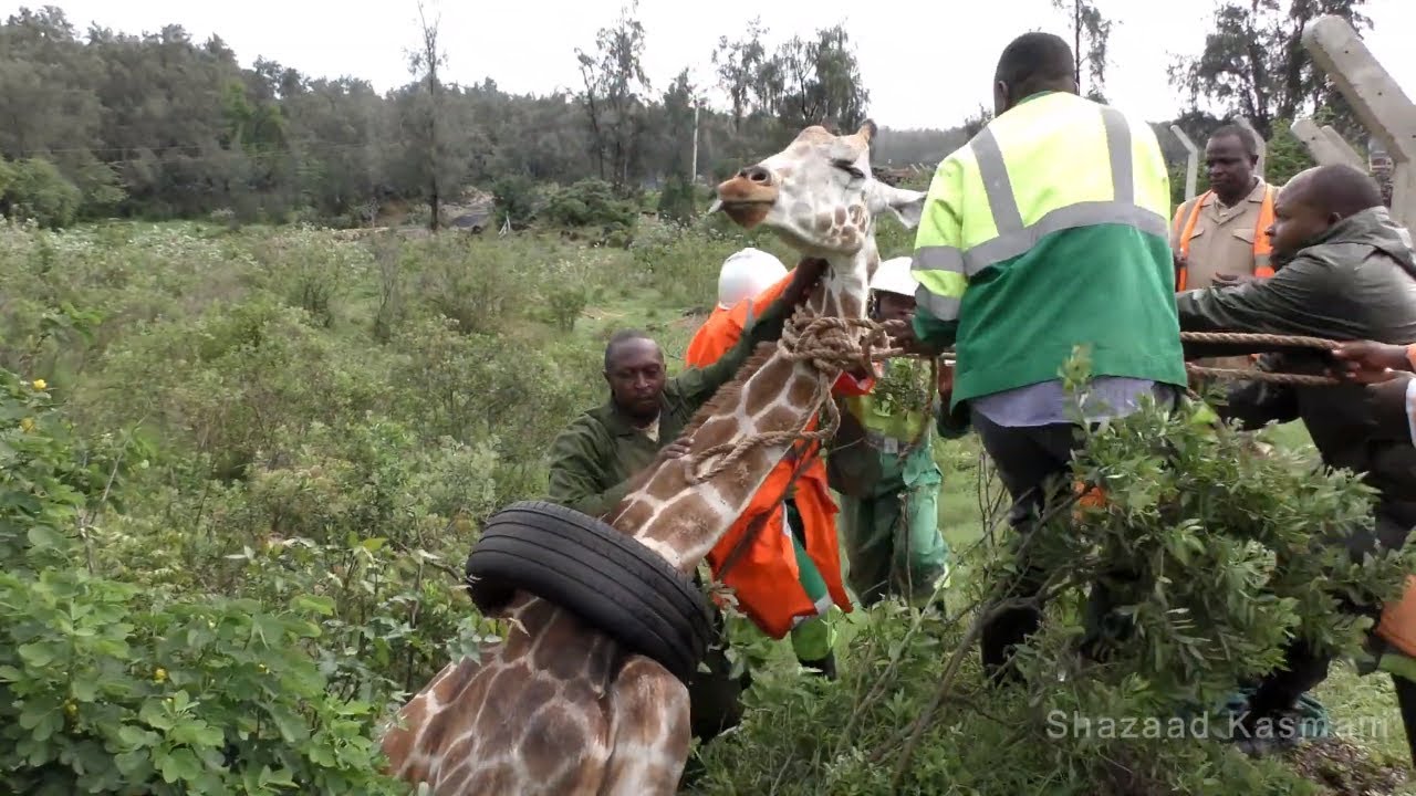 Incredible Rescue Mission: Giraffe Saved from Terrifying Tyre Mishap in ...