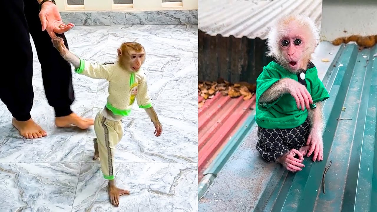 Watch Monkey Kaka handle the situation when Monkey Mit needs help - YouTube