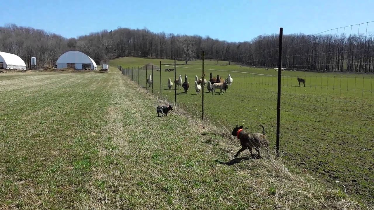 Pitbull & Australian Cattle Dog at the farm - YouTube