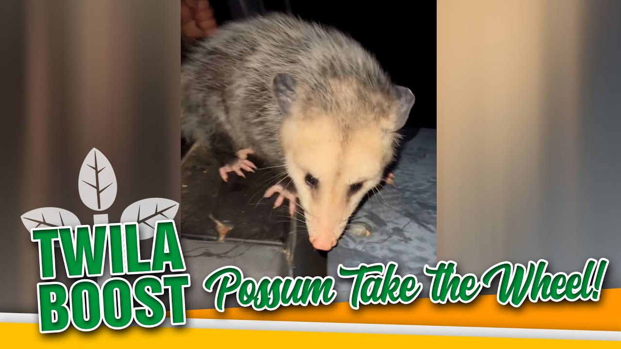 TWILA Boost— Possum Take the Wheel - YouTube
