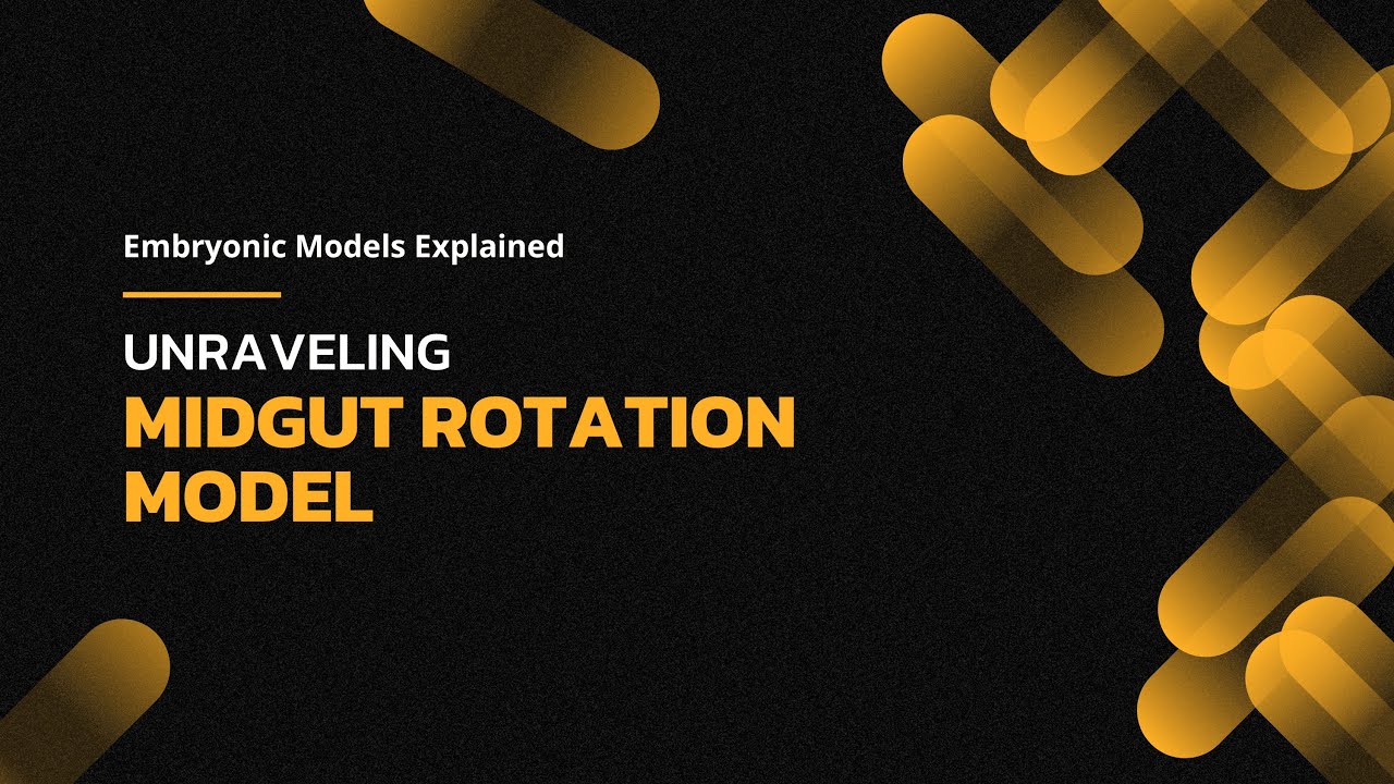 Unraveling Midgut Rotation: Exploring Development and Derivatives - YouTube