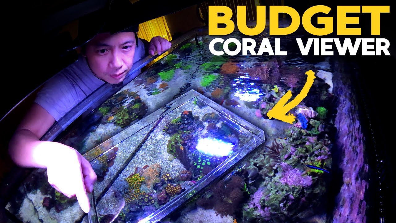 $13 (or FREE) top-down Coral Viewer!!! 🔥 - YouTube