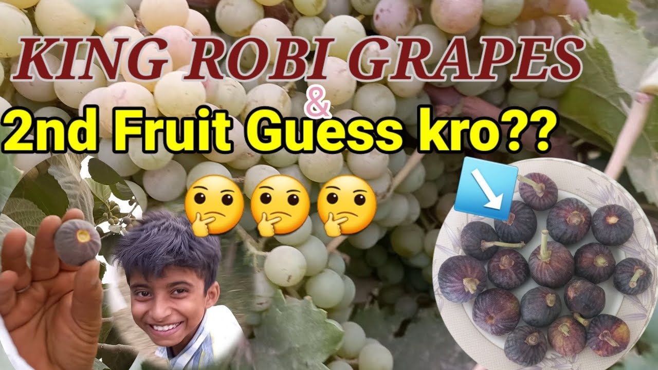 Grapes Fsrming pakistan|Fig Farming in pak|grapes in south punjab|vlog ...