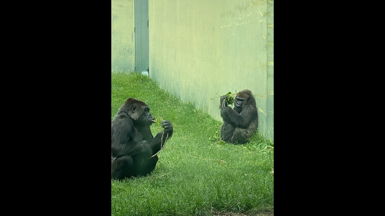 Crowning like compound Poems - YouTube