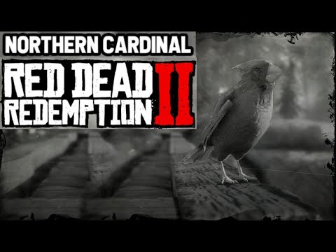 Perfect Northern Cardinal Bird location for Wild Art Exhibition - Red ...