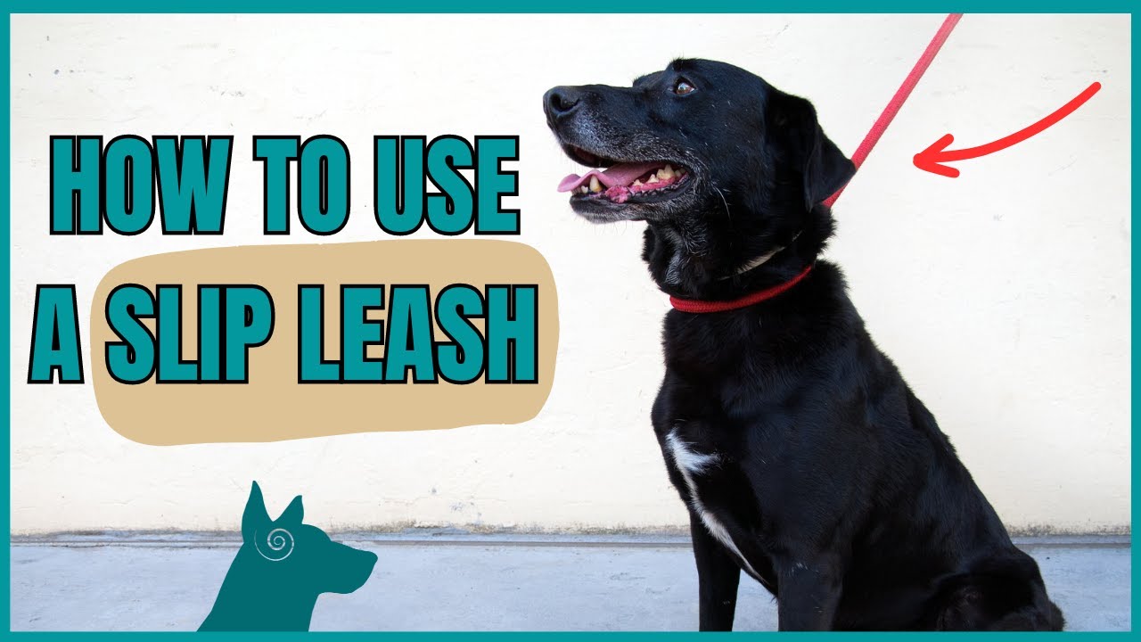 How To Use A Slip Leash To Communicate With Your Dog! - YouTube