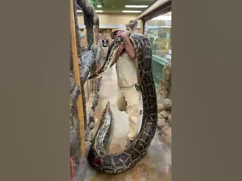 Largest Burmese Python on Earth 😳 #shorts #snake #python #reptile # ...