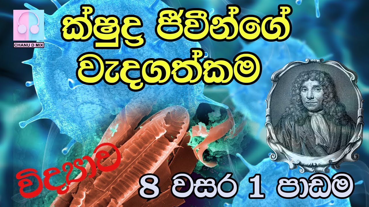 Science Grade 8 Science 1st Lesson M B C S D 8 1 micro Organisms YouTube science-grade-8-science-1st-lesson-m-b-c-s-d-8-1-micro-organisms-youtube