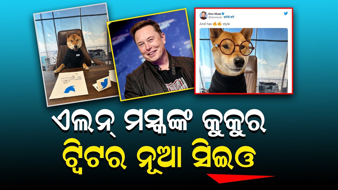 Elon Musk's Dog Floki is the New CEO of Twitter | Musk Saya He is Much ...