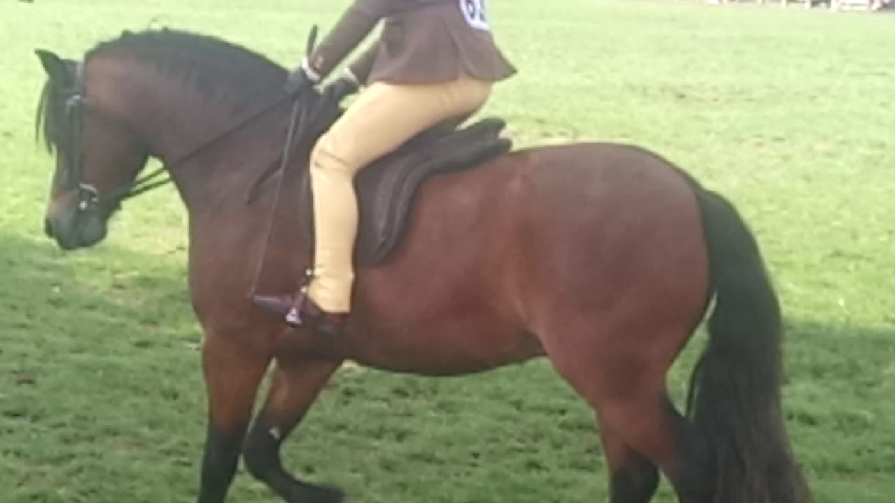 Coppinshill Chaos and Maisie Chester Rihs 2018 - YouTube