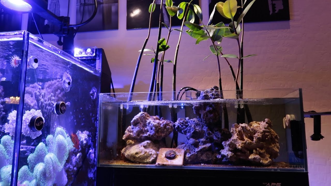 Making the Mangrove tank more Mangrovey - YouTube