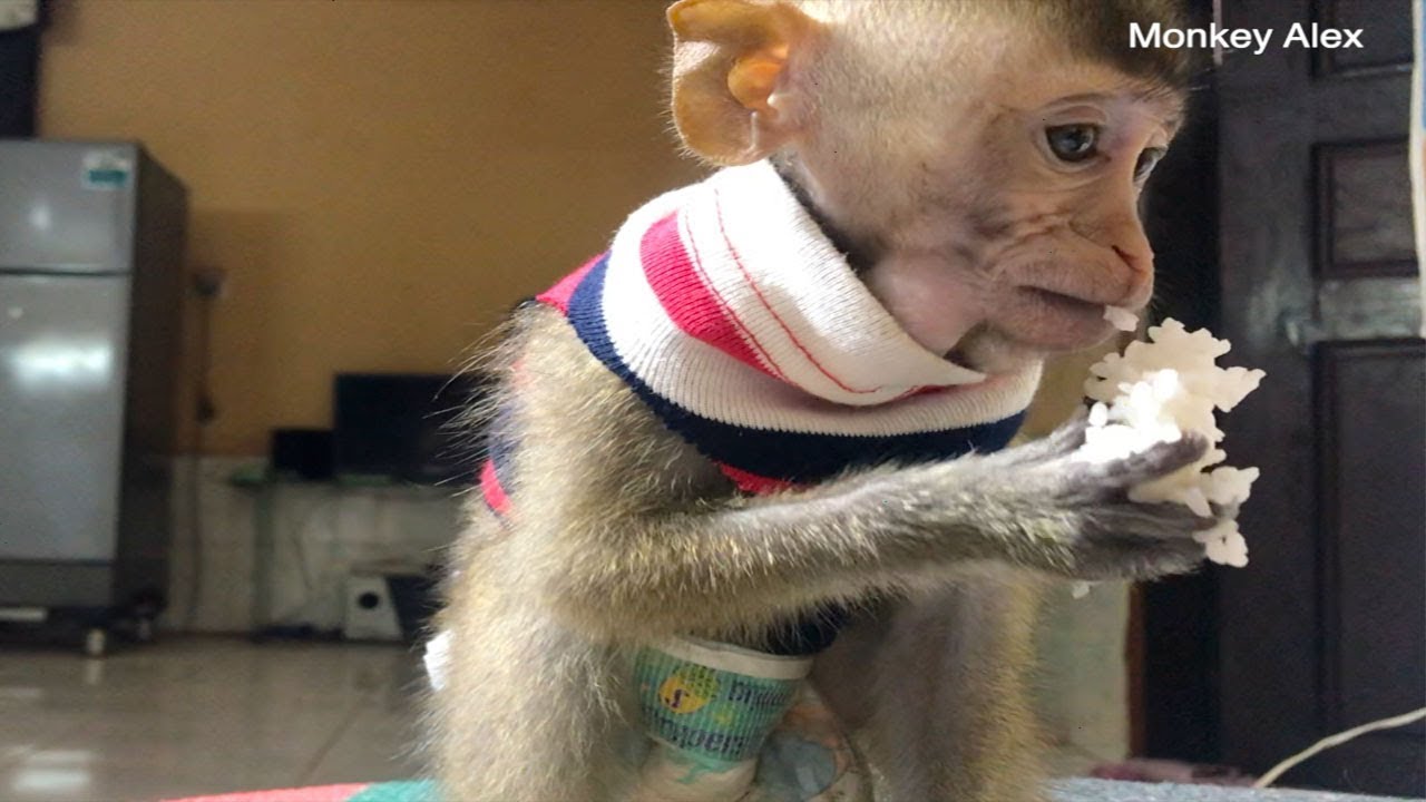 Time To eat Rice Baby Monkey Alex So smart and Cute - YouTube