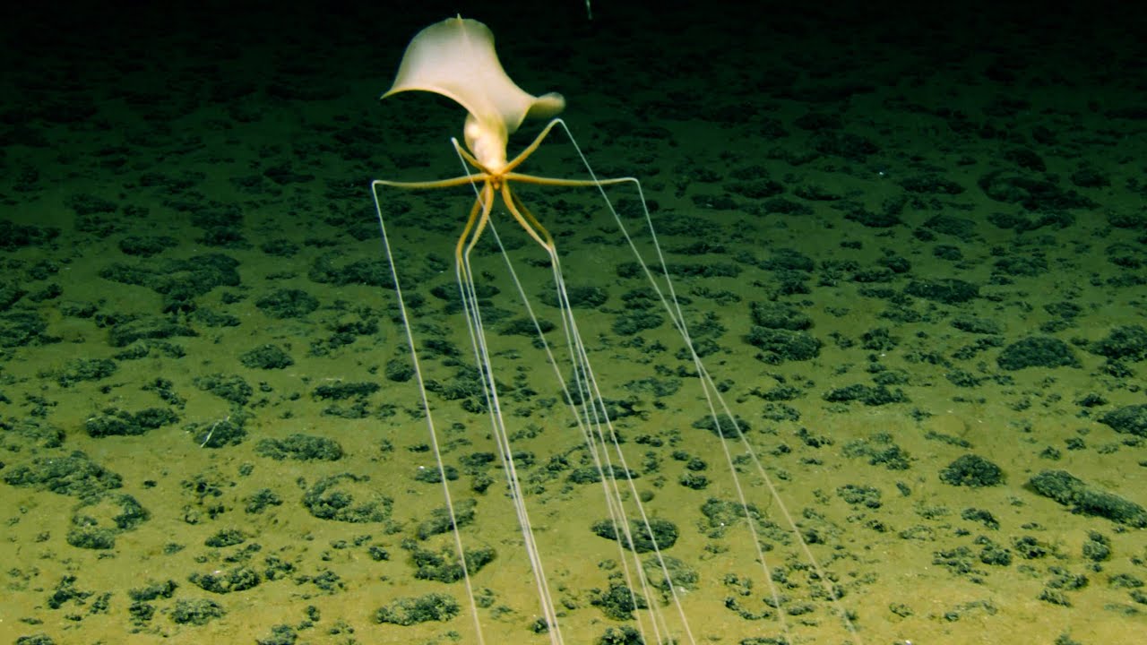 New Magnapinna Squid Deep Ocean ROV Encounter 2025 | Cook Islands ...