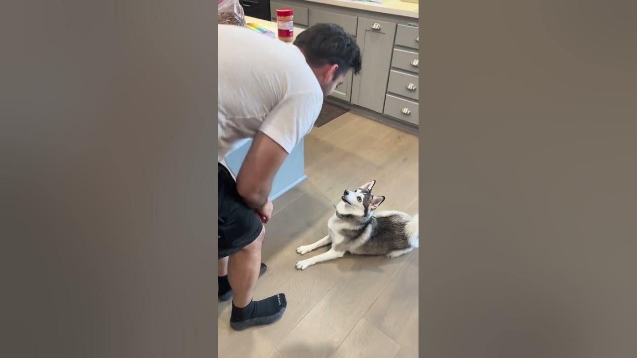 Sapphie the pomsky has a human a reaction - YouTube