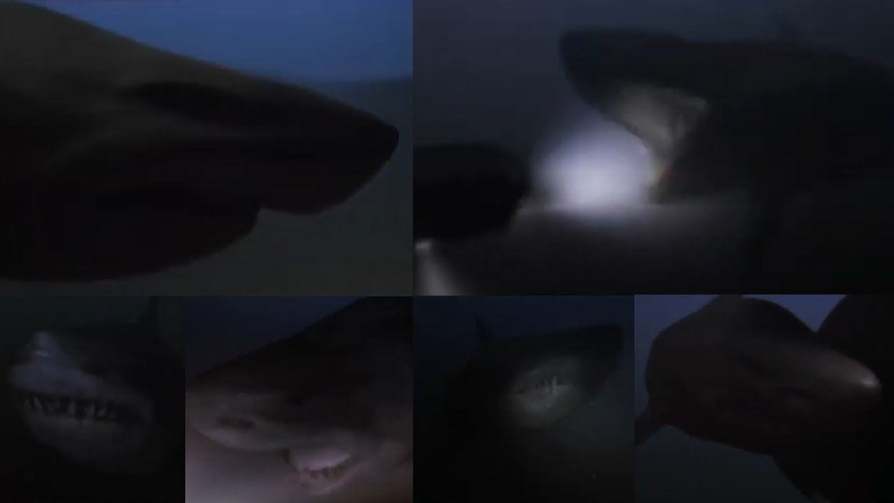 Shark Hunter [2001] - Megalodon Screen Time - YouTube