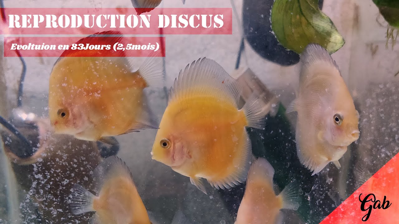 Évolution discus en 83jours, Reproduction discus #2 ! Gab - YouTube