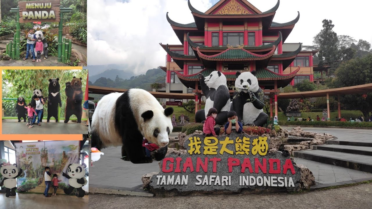 Istana Panda Taman Safari Indonesia - YouTube