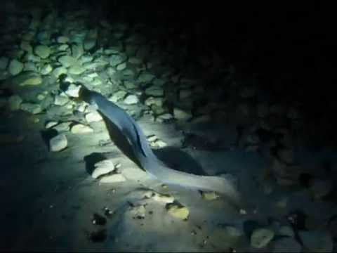 Vortex Springs - YouTube