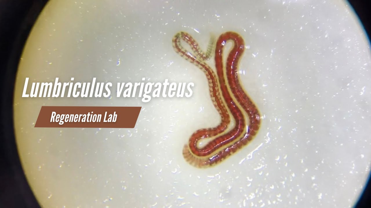Lumbriculus Variegatus Culture