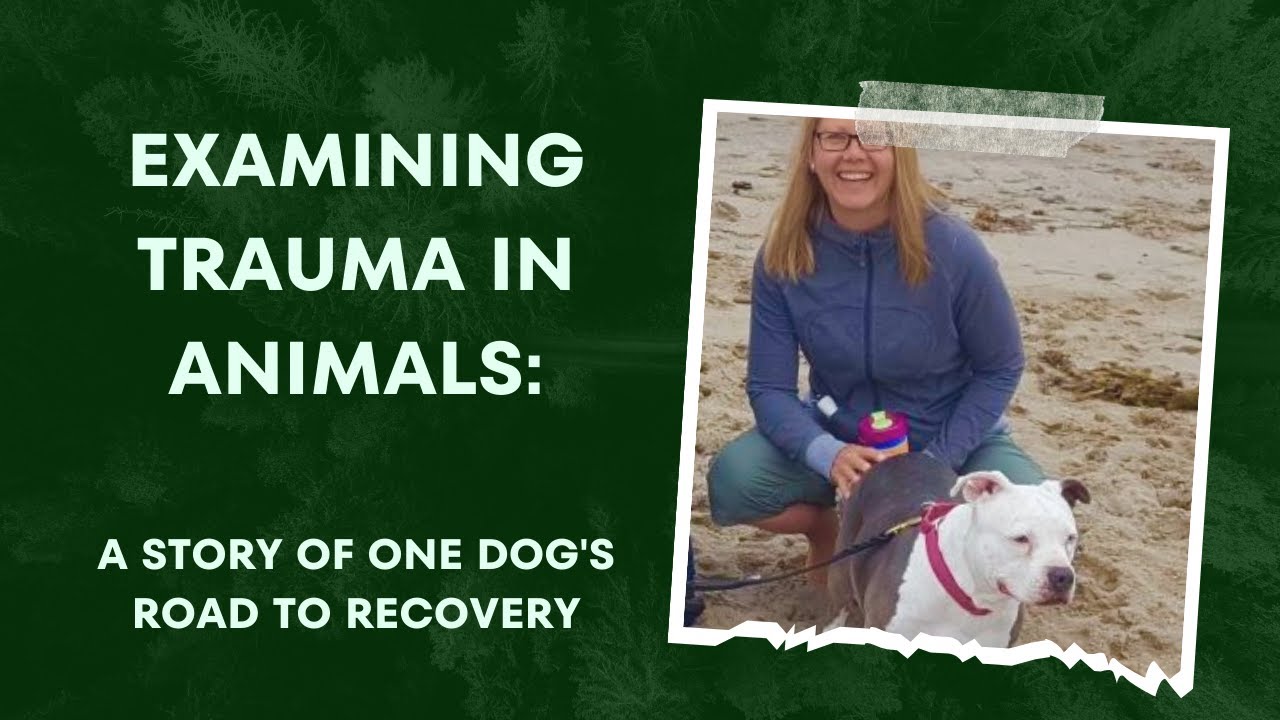 Examining Trauma In Animals: a story of one dog's road to recovery ...
