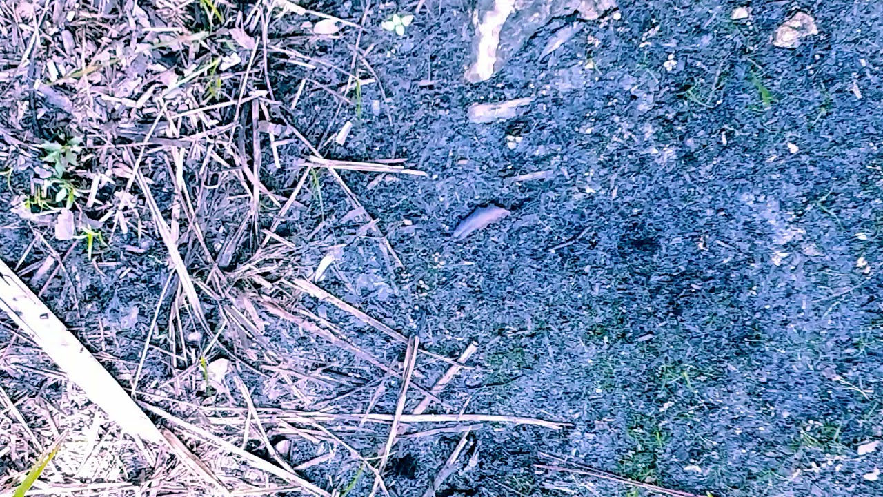 Florida Panther Tracks In Big Cypress - YouTube