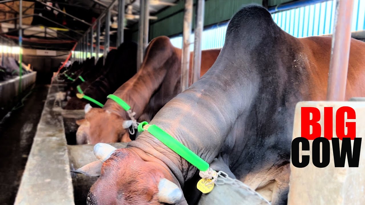 big cow, big cow in the world, big cow farm, big cow in bangladesh, cow ...