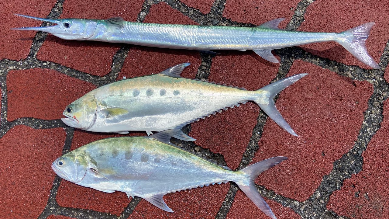 Bedok Jetty, tamban still less, but big fish are slowly coming back ...
