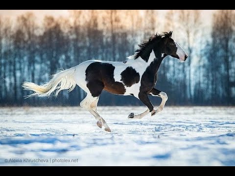 Color pattern of Paint horses | Equestrian life | Tobiano | Overo ...