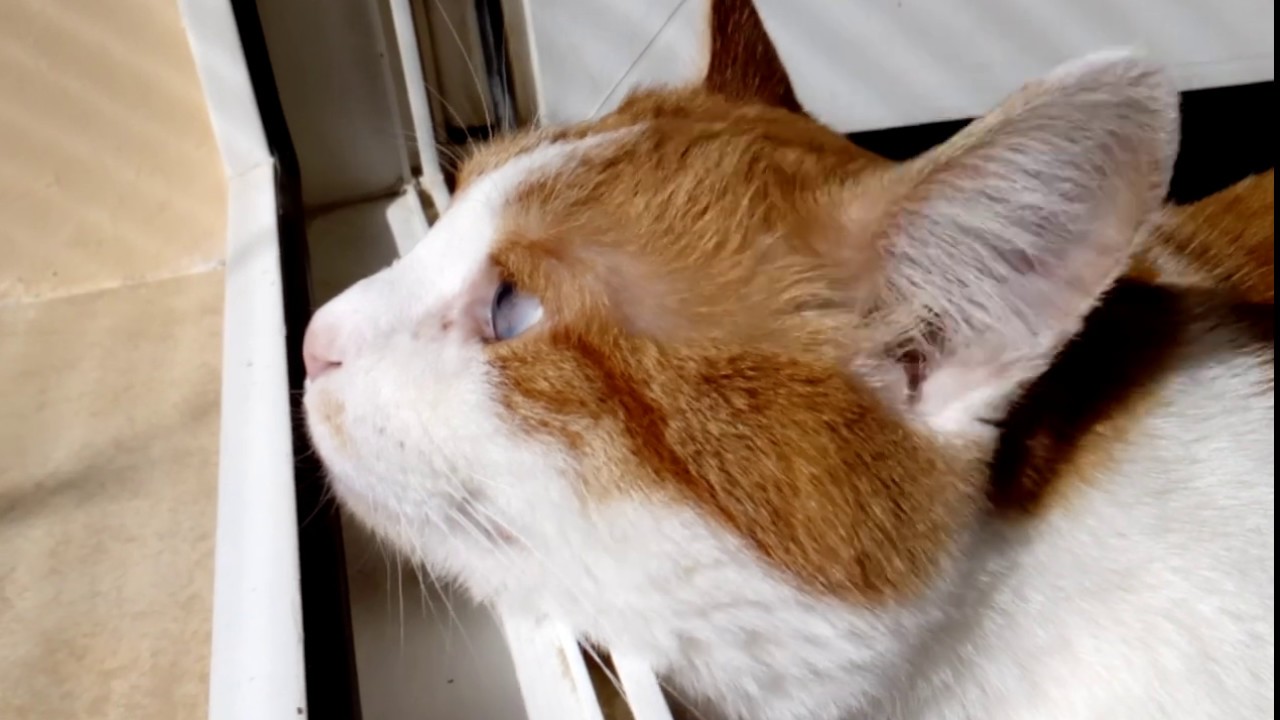 BARKING CAT/ГАВКАЮЩИЙ КОТ - YouTube