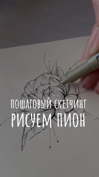 рисуем пошагово — пион ботаника Sketching какрисоватьскетчи