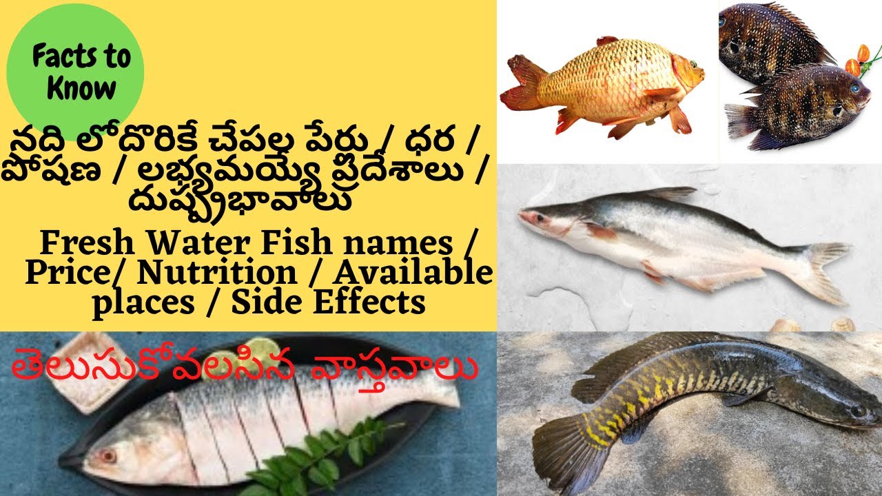 తెలుగు చేపల పేర్లు/ ధర / పోషకాహారం / లభ్యమయ్యే ప్రదేశాలు #Fish names in ...