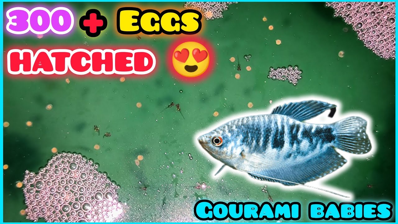 Gourami Fish Eggs Dwarf Gourami Swollen Or Carrying Eggs?