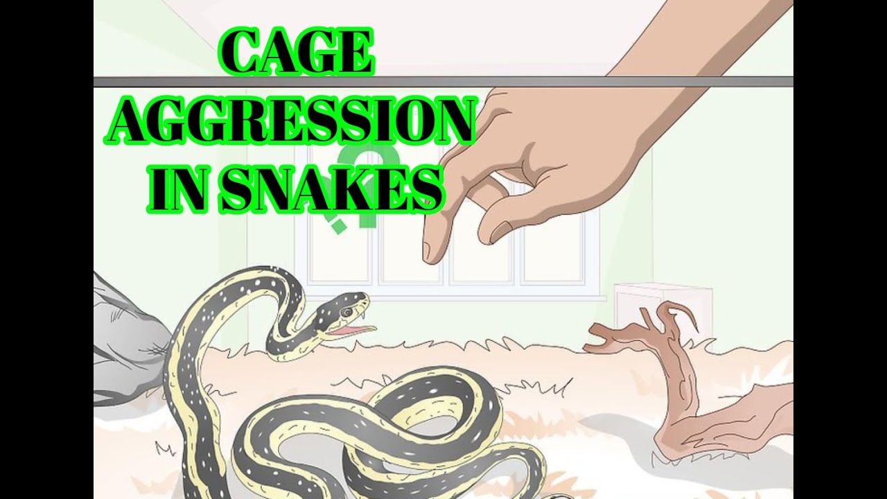 Feeding In Enclosure Creates Cage "Aggression"? - YouTube