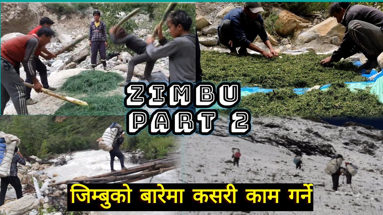 JIMBU || PART#2 || how to work about the zimbu || जिम्बुको बारेमा कसरी ...