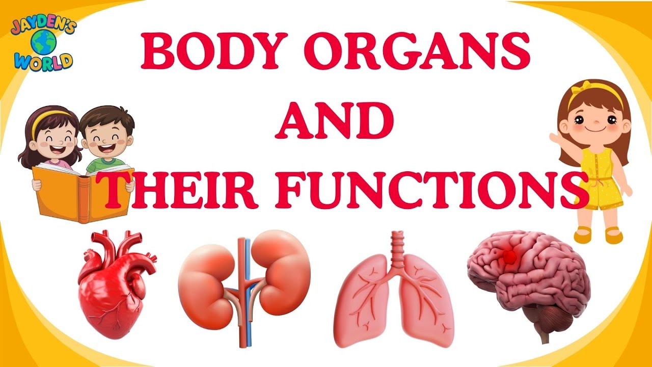 🧠 Human Body Parts and Their Functions | Fun Learning for Kids | Learn ...
