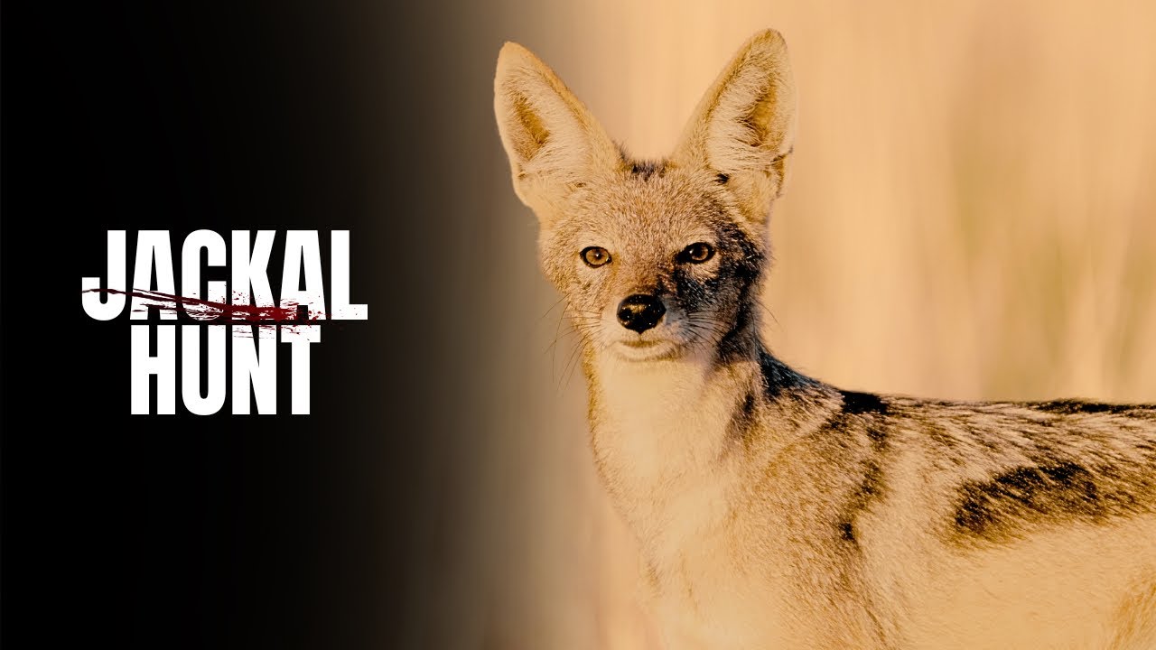 Varminting JACKAL at night the old school way, HUNTING South Africa ...