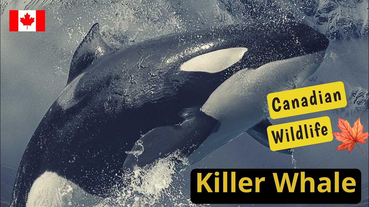 Killer Whales: Are They the Smartest Predators on Earth? - YouTube