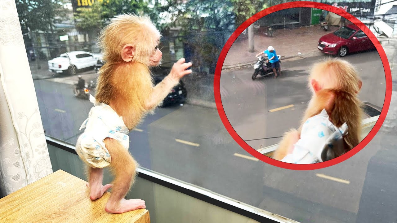 Cute moment! Baby monkey Kyo is waiting for her father to come home ...
