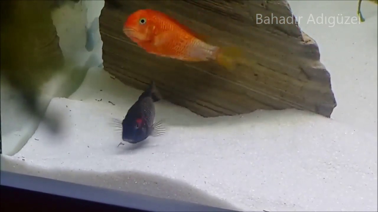 Tropheus Çiftleşme - Red Bishop - Karamba - Kalambo - Red Reinbow ...