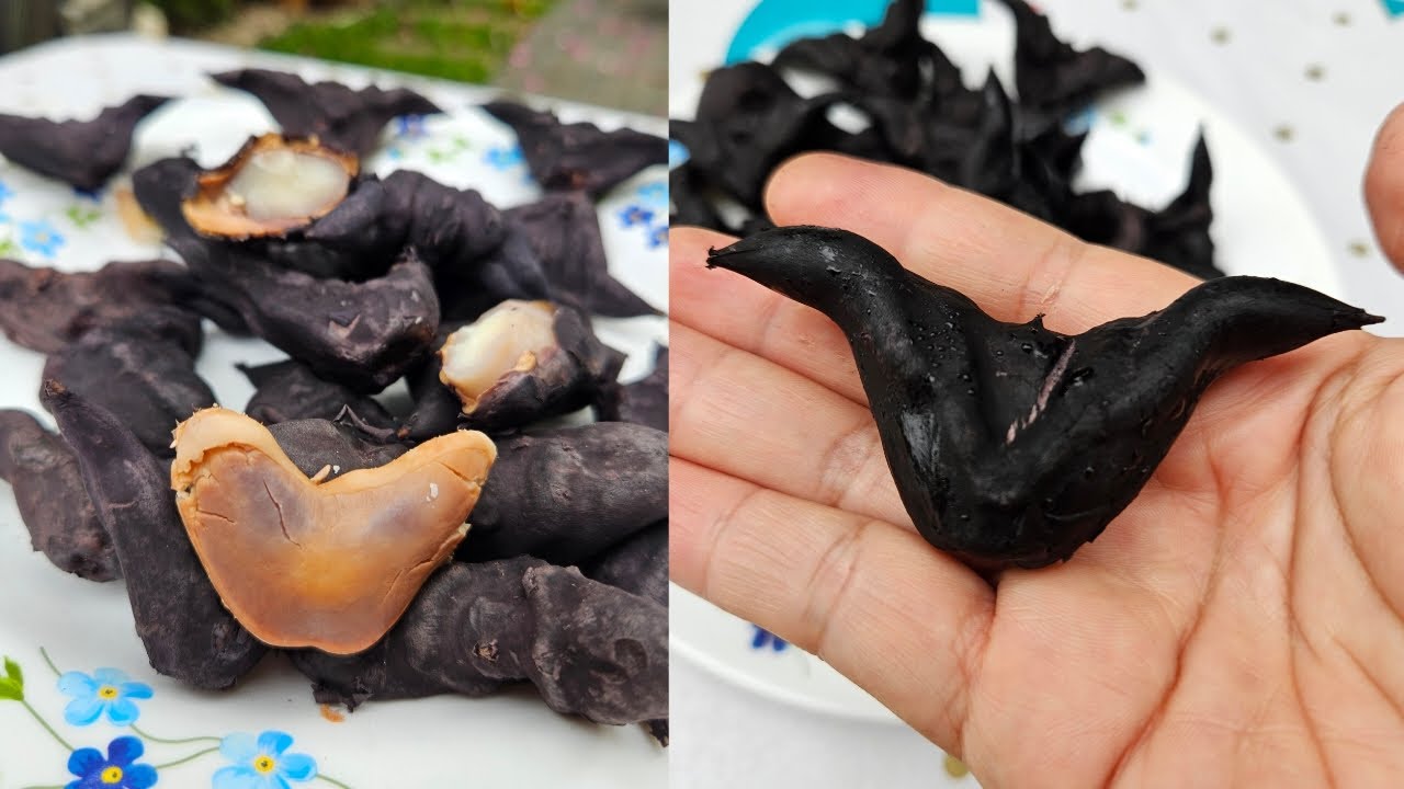 Devil nut (horn nut) - YouTube