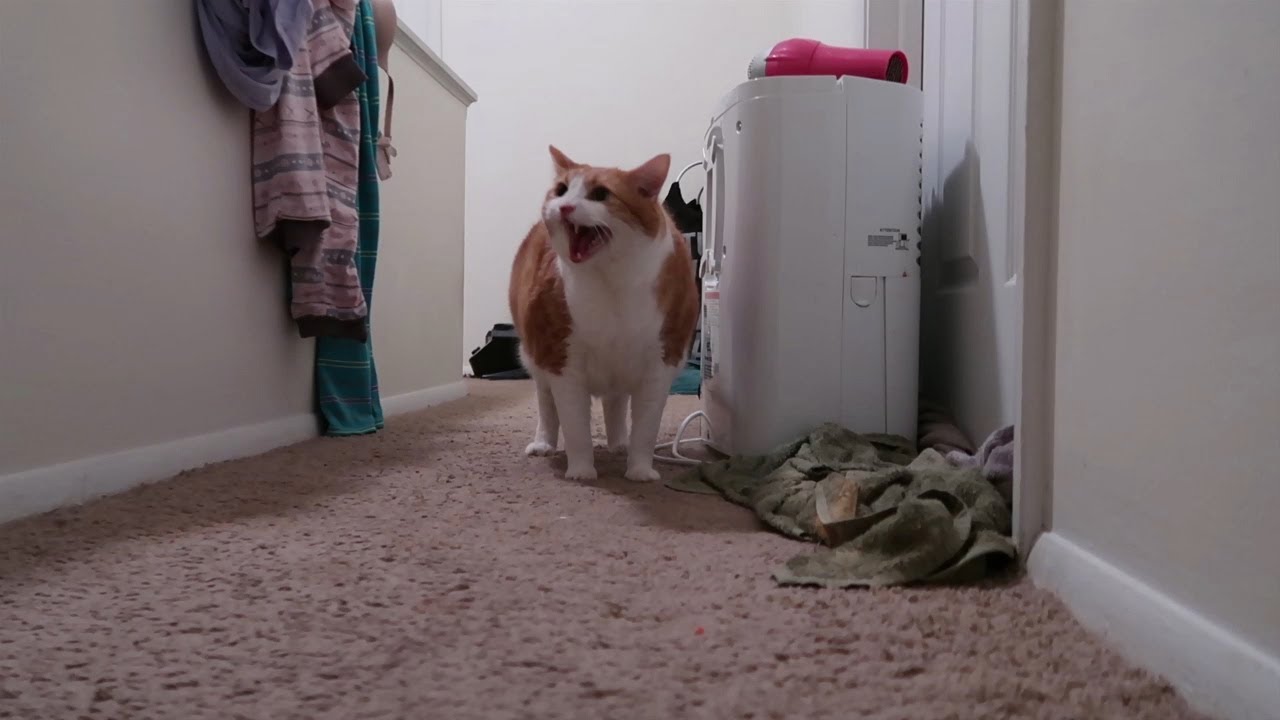 Cat Meows Sadly While I'm In The Shower - YouTube