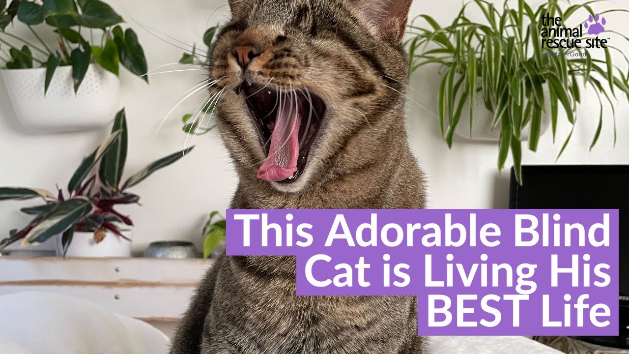 This Adorable Blind Cat is Living His BEST Life - YouTube