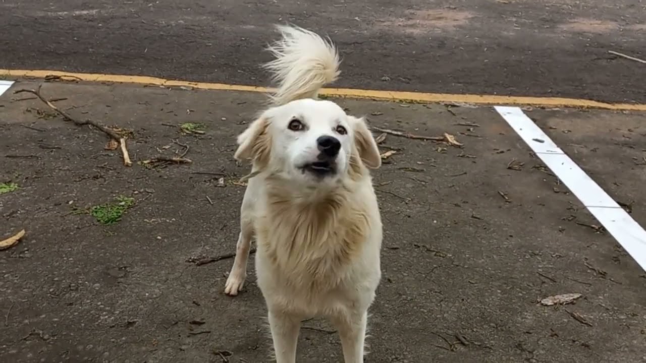 Dogs BARKING Loudly / Dog Dancing/Dog Crying 🔊 - YouTube