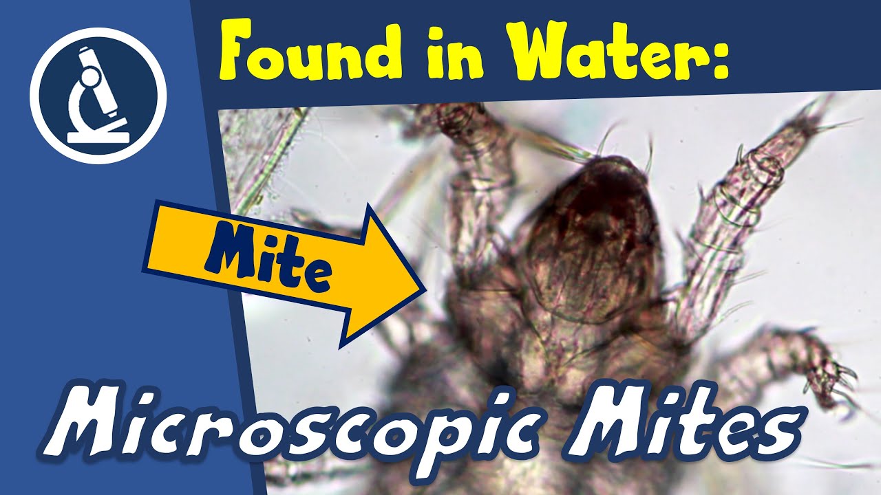 Mite Under Microscope