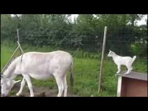 Eşeğin Üstüne Atlayan Yavru Keçi 🐐 😂😂 #animalarmy