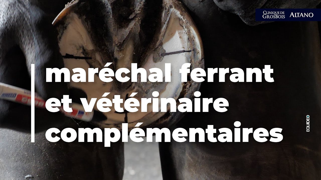 Le ferrage des chevaux en fonction de la boite cornée... - YouTube