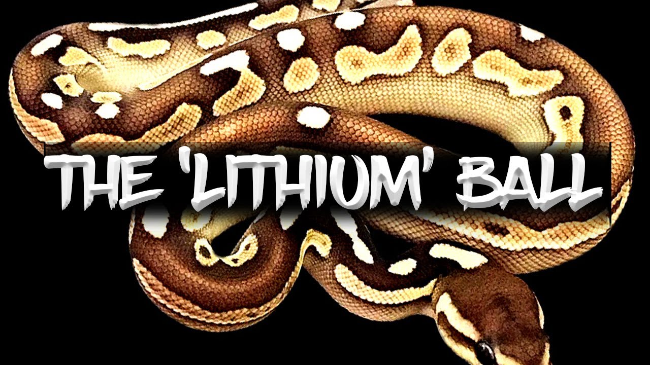 The 'Lithium' Ball Python - YouTube