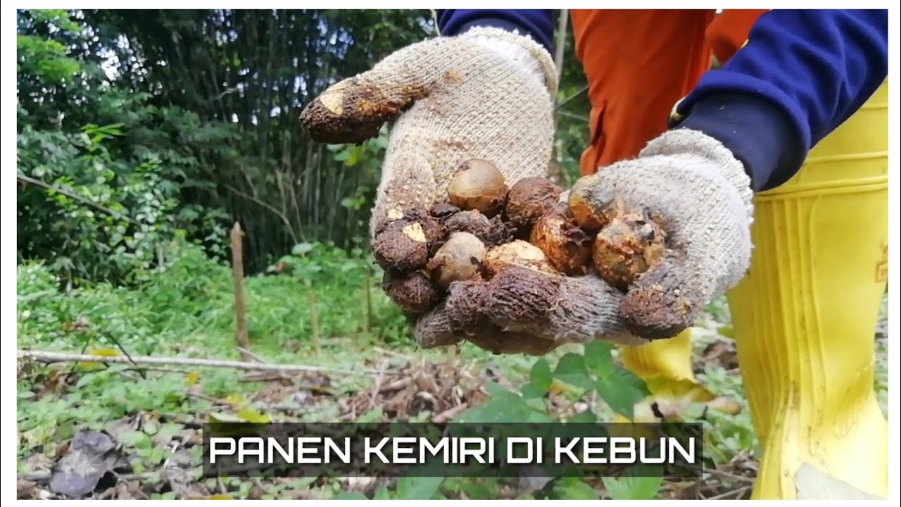 BEGINI CARA MEMILIH BIJI KEMIRI ATAU KEMINTING YANG SIAP DIPANEN - YouTube