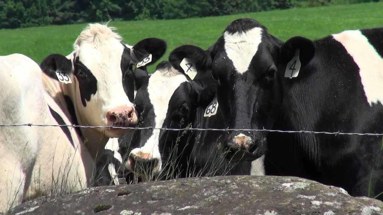 B&B / Smith Maple Crest Farm ~ Shrewsbury, Vermont - YouTube